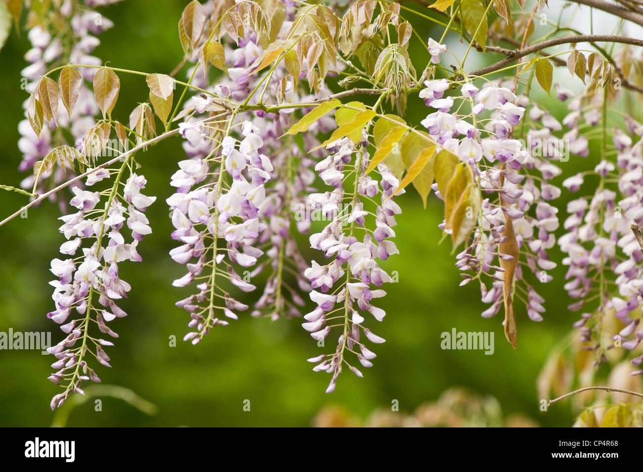 Pale violet purple lilac pink flowers of wisteria climbing vine hi-res ...
