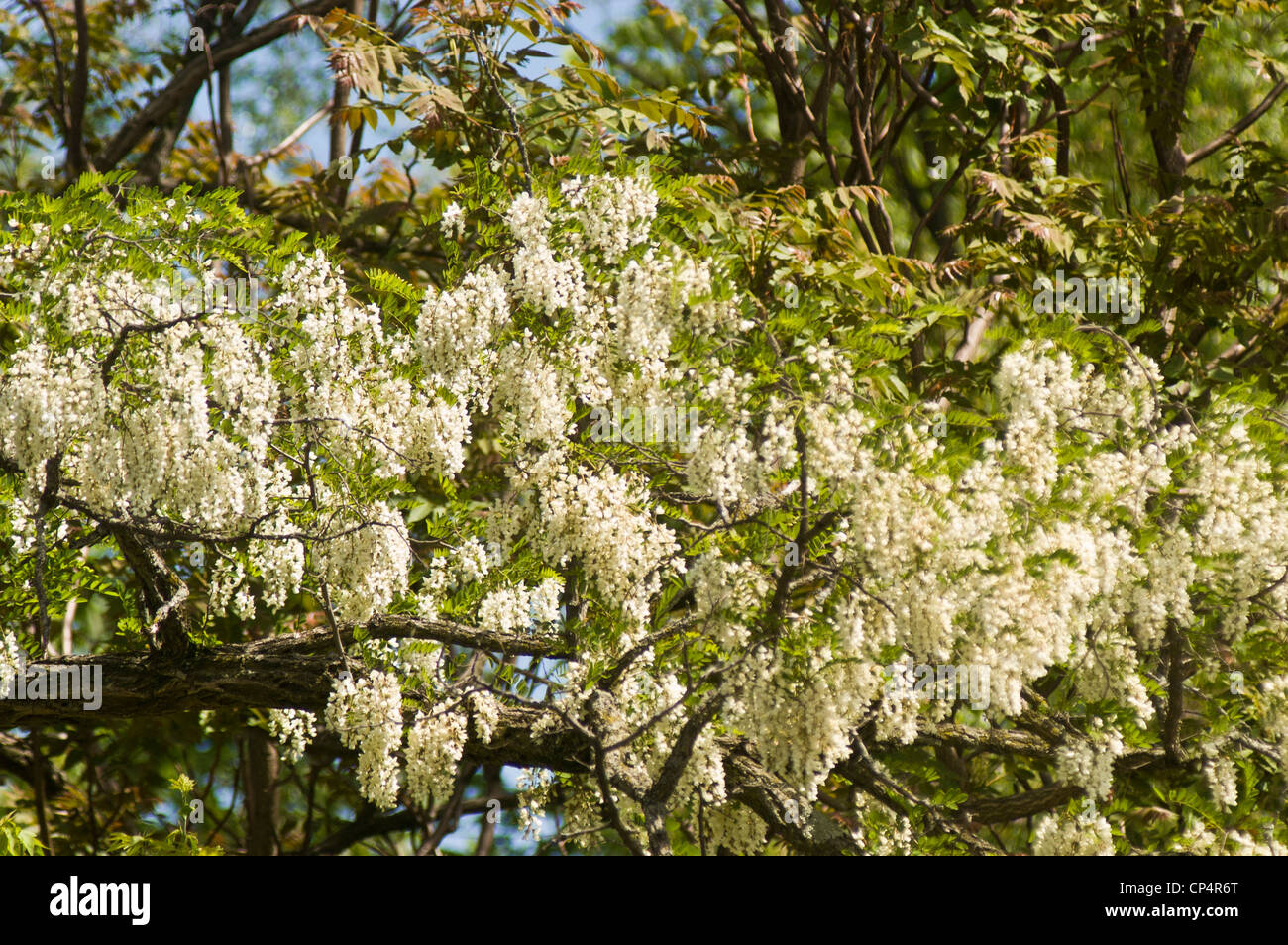 White flowers of Wisteria climbing vine Stock Photo - Alamy