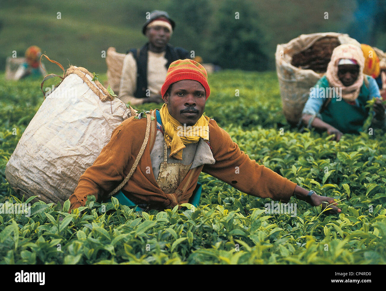 Kenya tea plants hi-res stock photography and images - Alamy