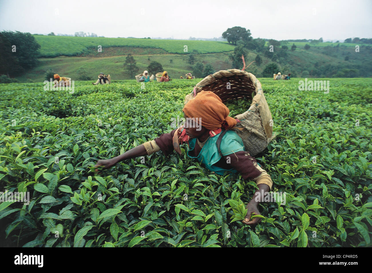 Limuru hi-res stock photography and images - Alamy