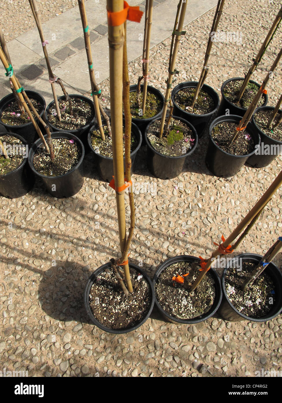 lots of plant pots with trees in garden centre Stock Photo - Alamy