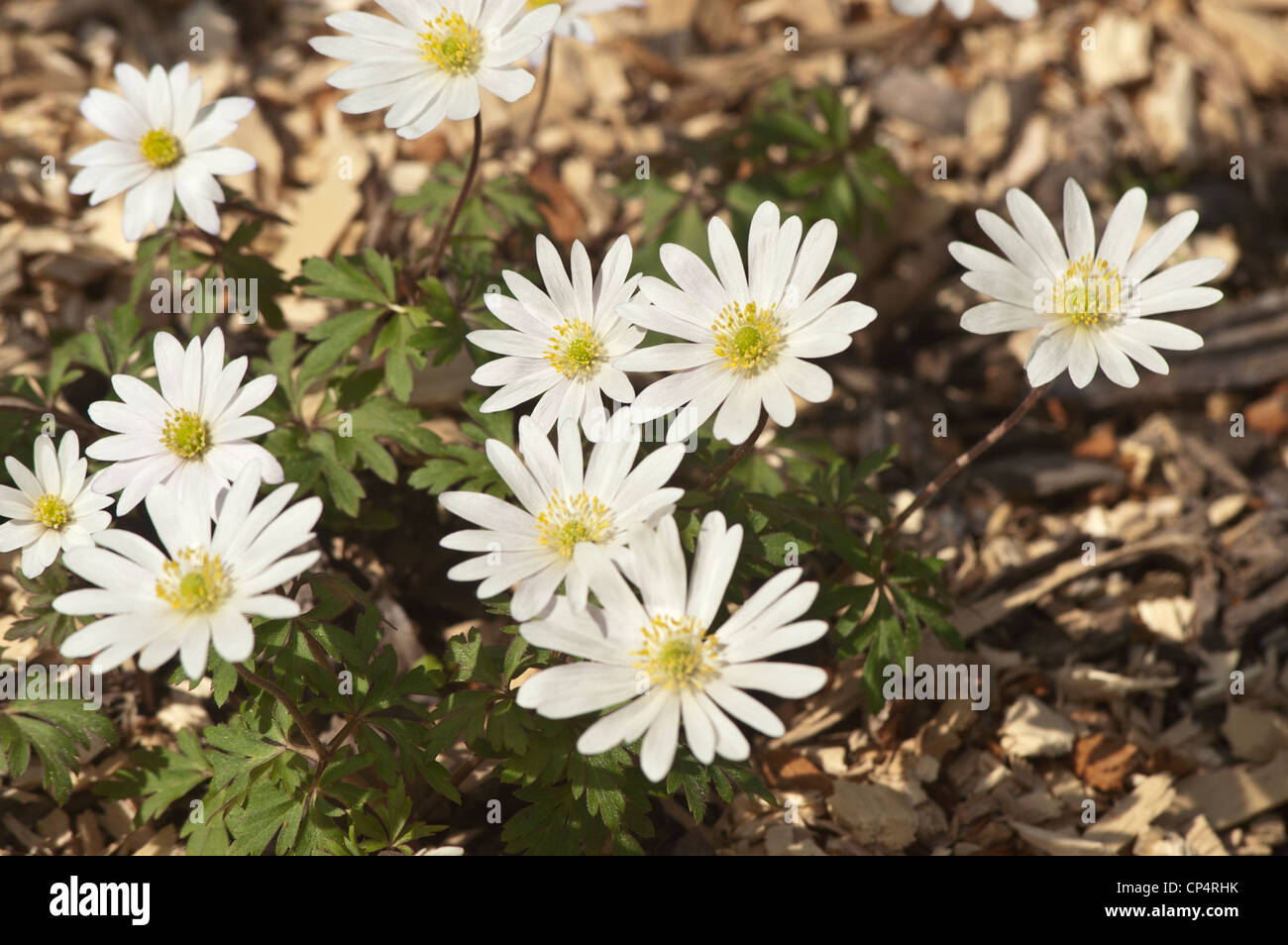 White flowers of Greek Windflower, Anemone blanda Stock Photo - Alamy