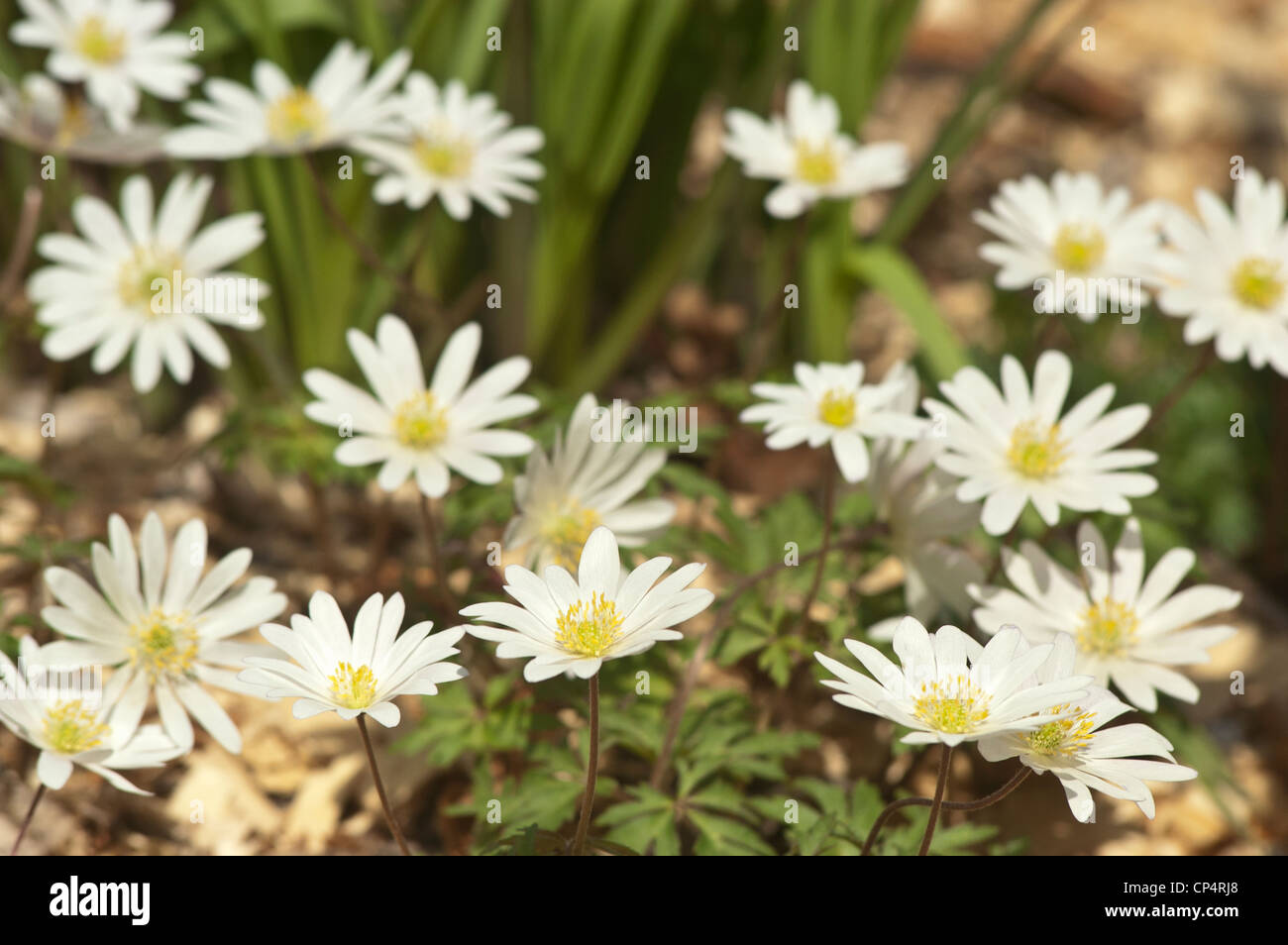 White flowers of Greek Windflower, Anemone blanda Stock Photo - Alamy