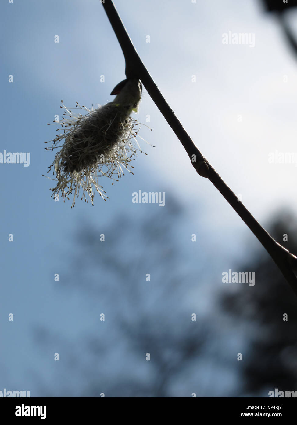 fluffy flower lamb's tail catkin on tree branch in woods forest Stock ...