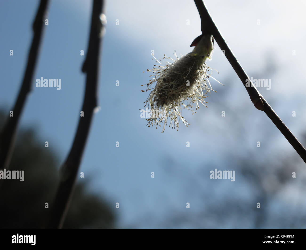 fluffy flower lamb's tail catkin on tree branch in woods forest Stock ...