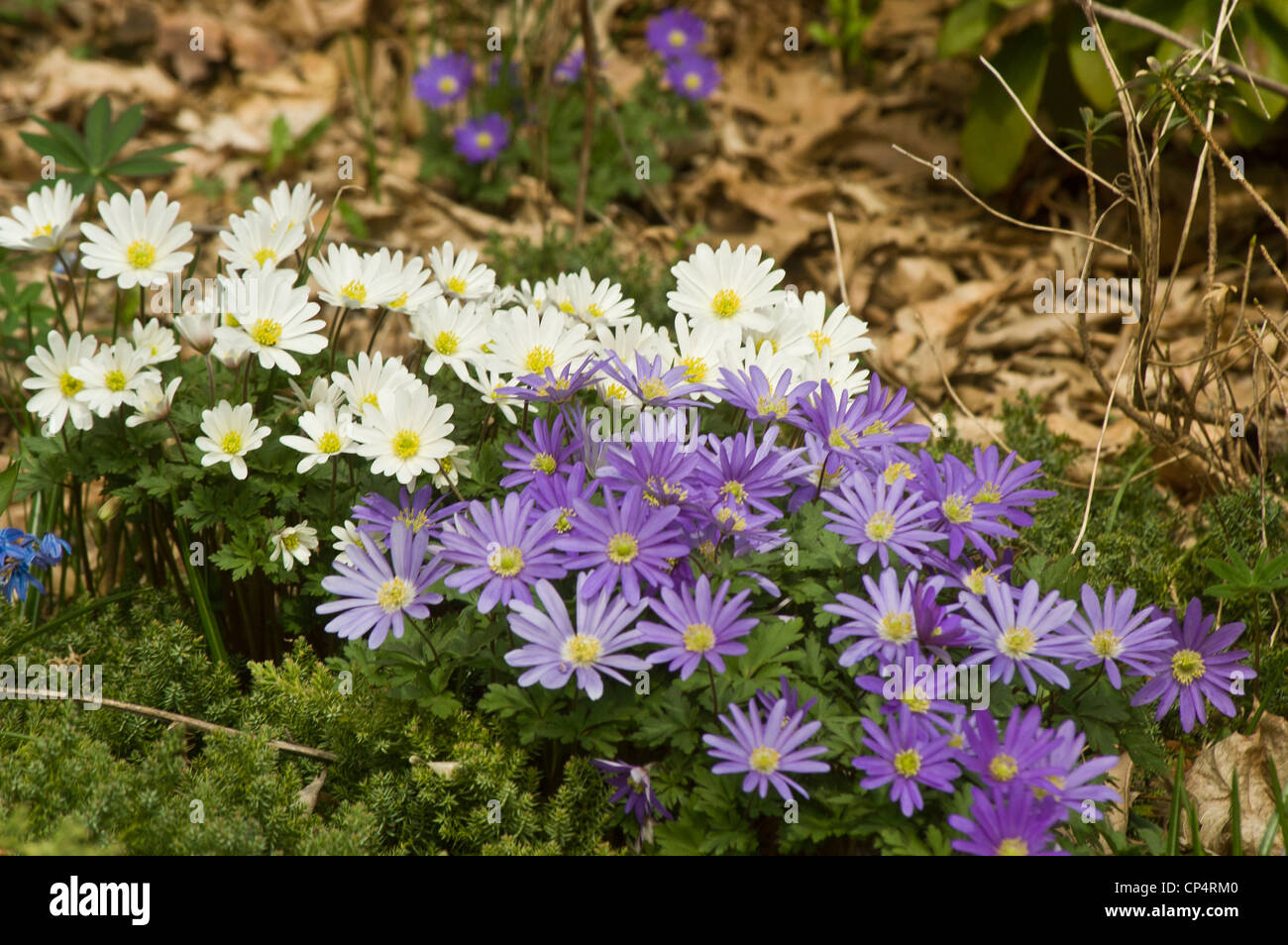 White violet purple blue flowers of Greek Windflower, Anemone blanda ...