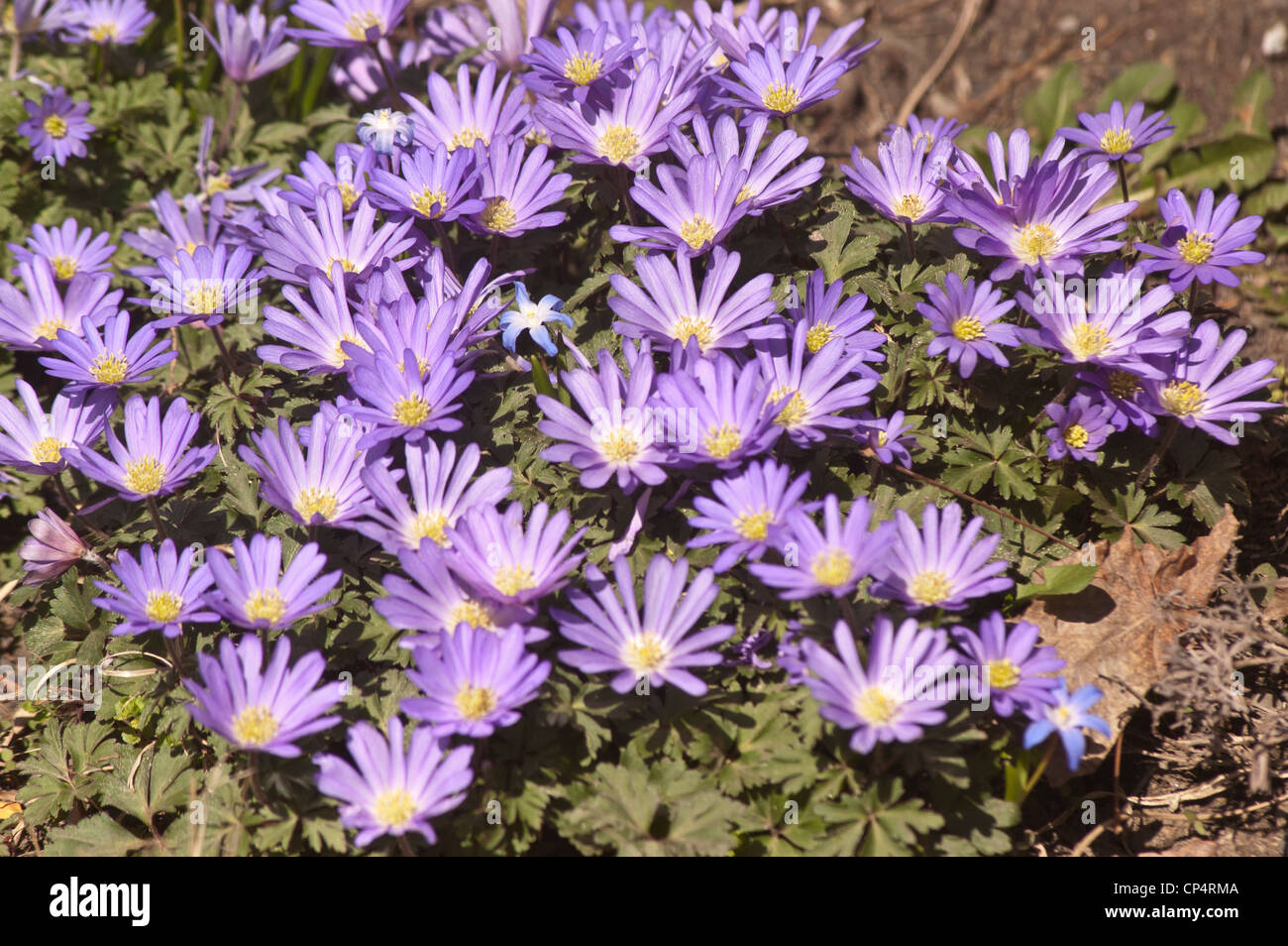 Violet purple blue flowers of Greek Windflower, Anemone blanda, bloom ...