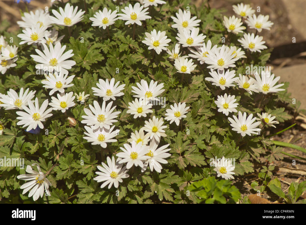 White flowers of Greek Windflower, Anemone blanda Stock Photo - Alamy