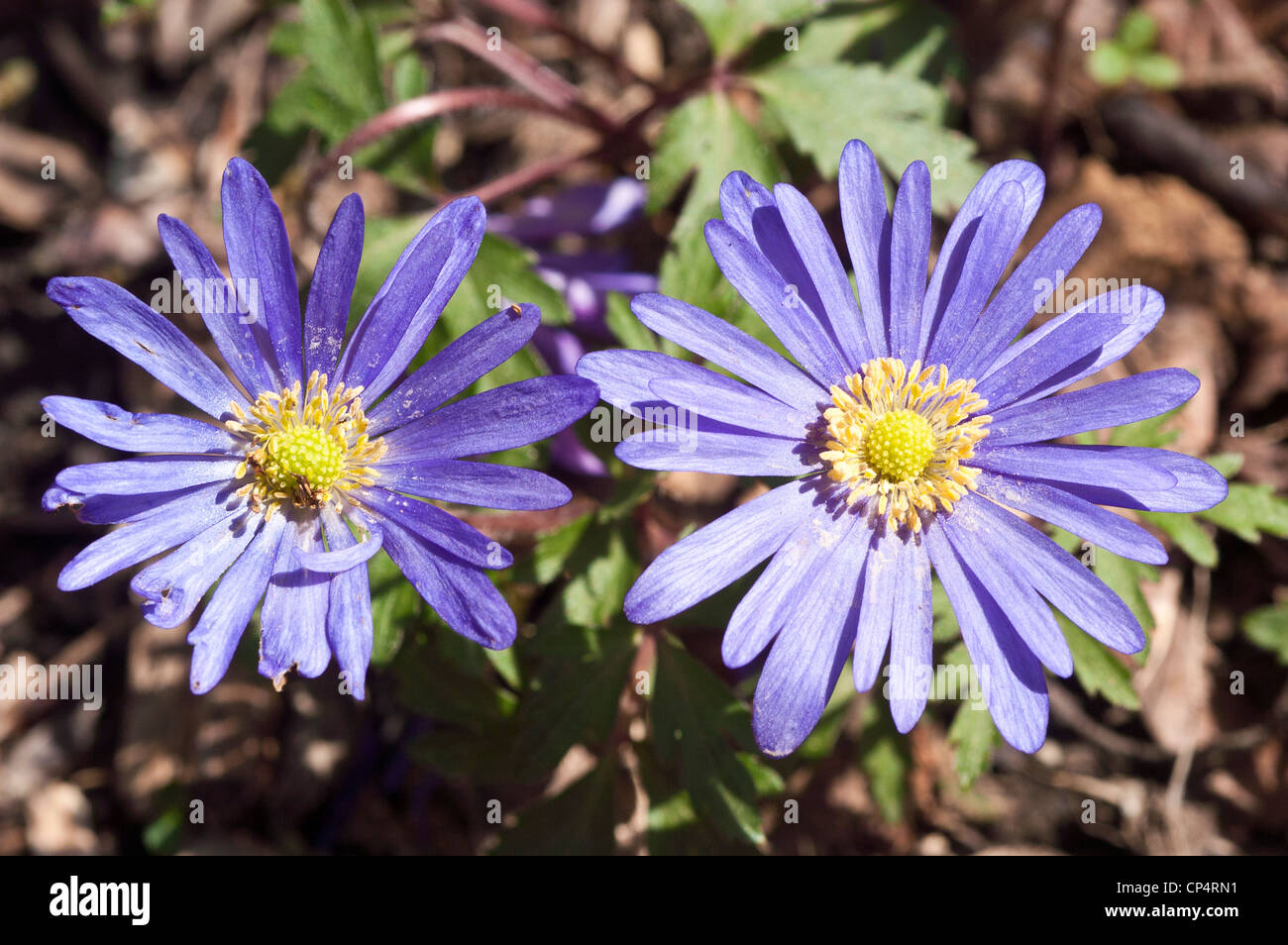 Violet purple blue flowers of Greek Windflower, Anemone blanda, bloom ...