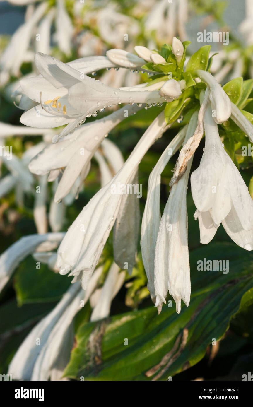 White flowers of fragrant Hosta, August Lily, Hosta plantaginea, with ...