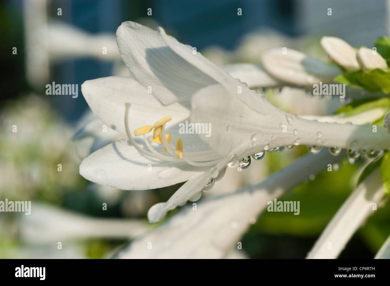 White flowers of fragrant Hosta, August Lily, Hosta plantaginea ...