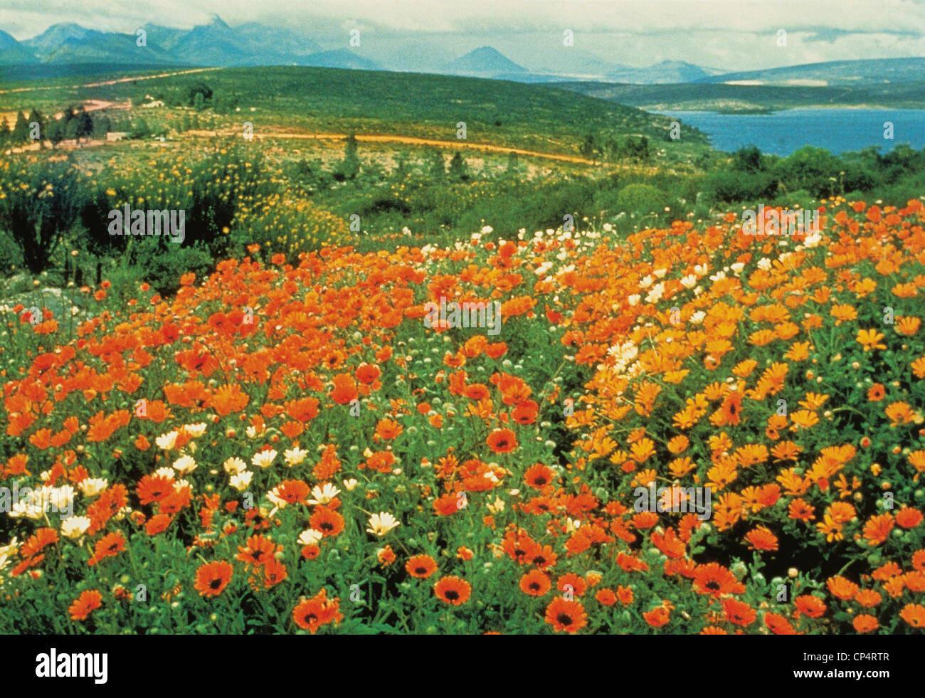 Republic Of South Africa Cape Province Bloom Stock Photo - Alamy