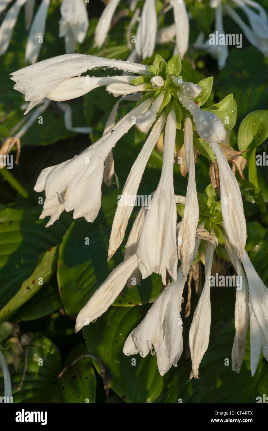 White flowers of fragrant Hosta, August Lily, Hosta plantaginea ...