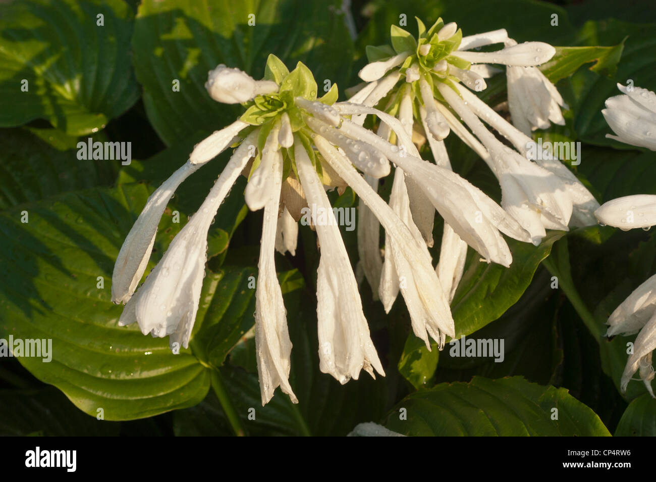 White flowers of fragrant Hosta, August Lily, Hosta plantaginea ...