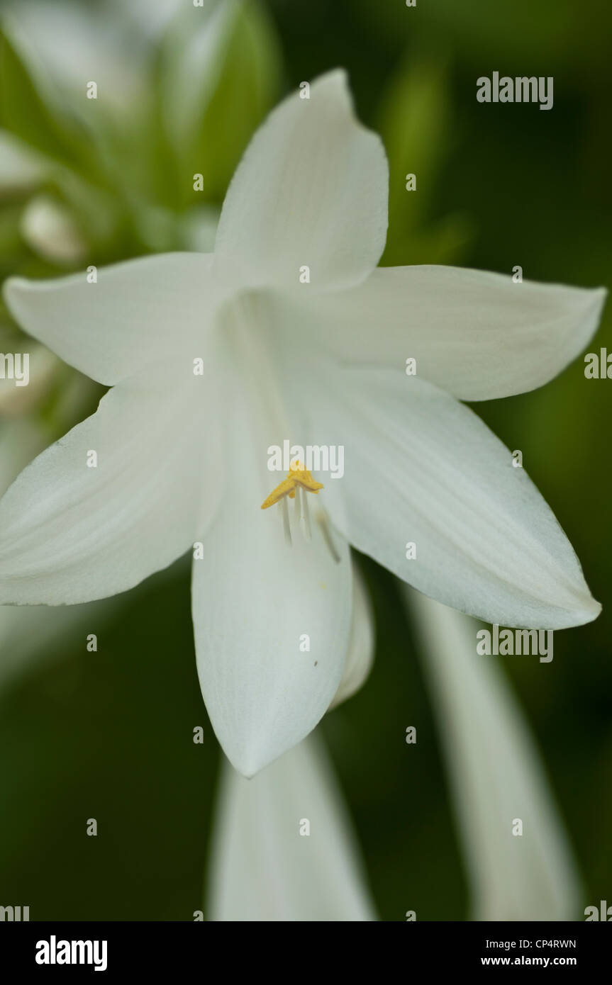 Hosta plantaginea august lily hi-res stock photography and images - Alamy