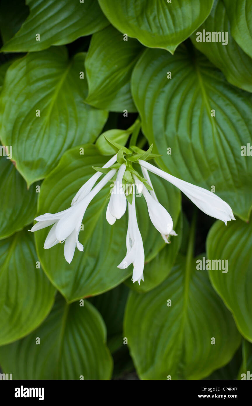 White flowers of fragrant Hosta, August Lily, Hosta plantaginea ...
