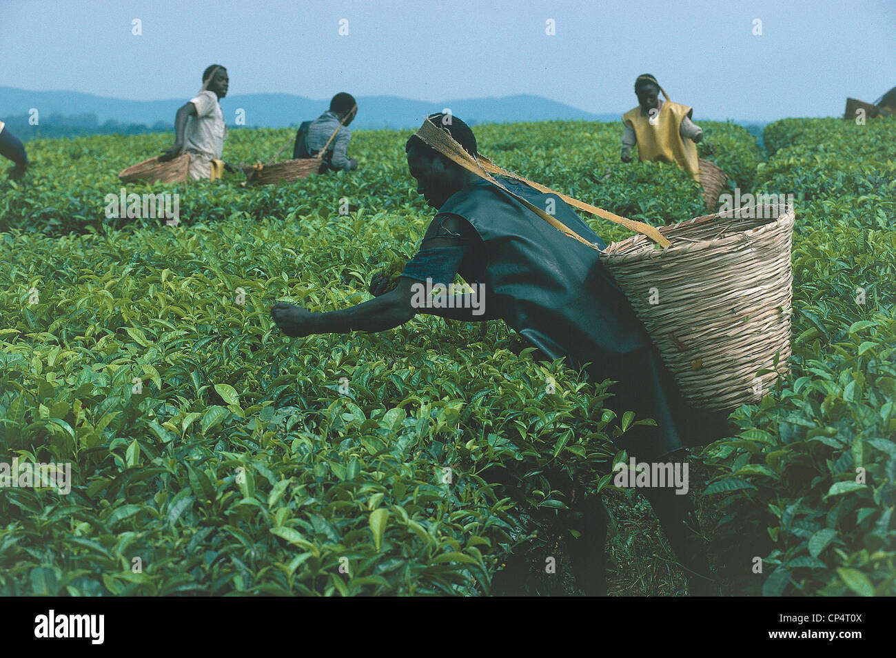 Kenya - Kiamara. Collection of tea plantations Stock Photo - Alamy