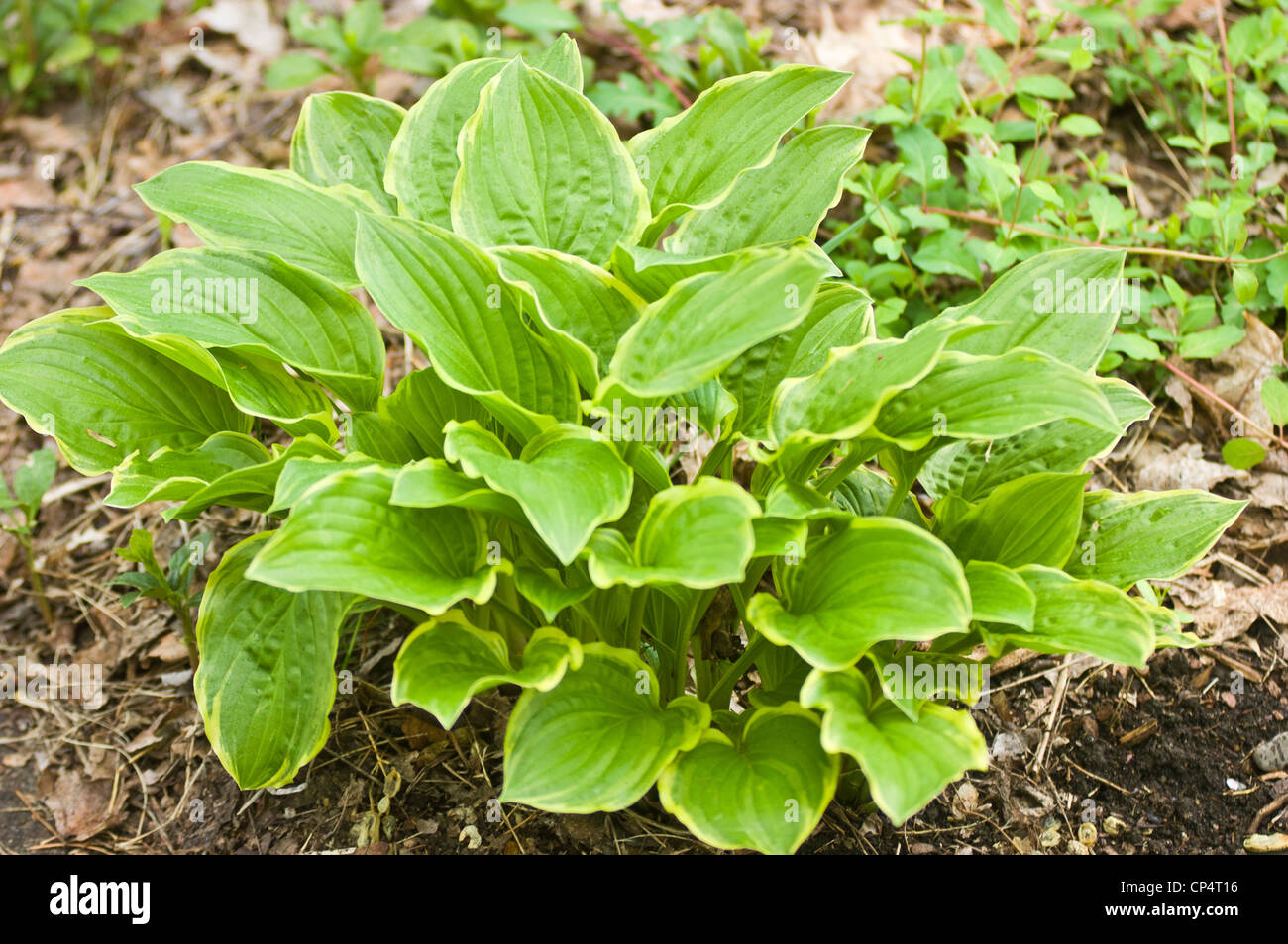 Variegated leaves of Hosta Undulata in a garden Stock Photo - Alamy