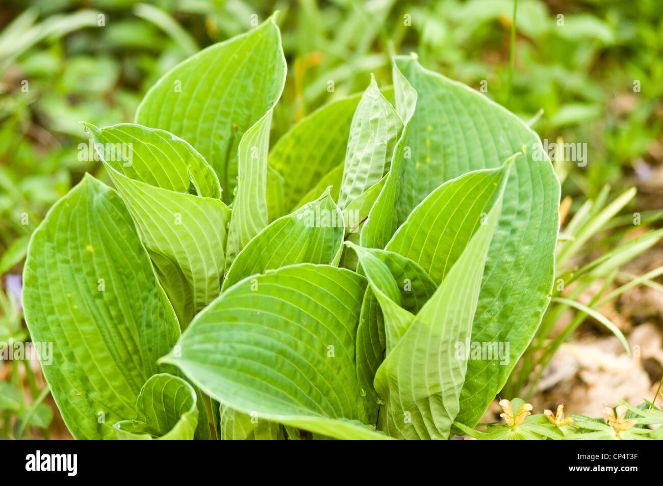 Deep green leaves of Hosta in a garden. Vibrant foliage for ...