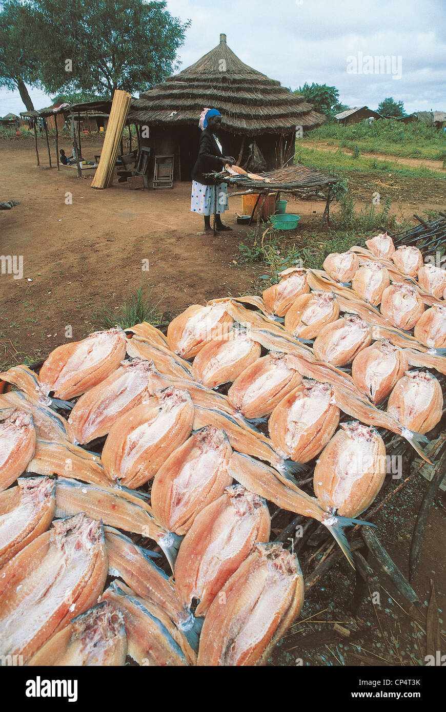 Uganda - Lake Victoria - Village of Paraa, drying fish Stock Photo - Alamy