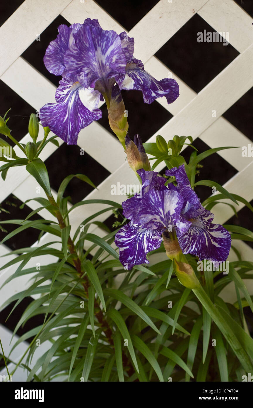 White blue two iris flowers Stock Photo - Alamy