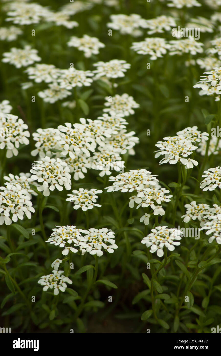 Candytuft hi-res stock photography and images - Alamy
