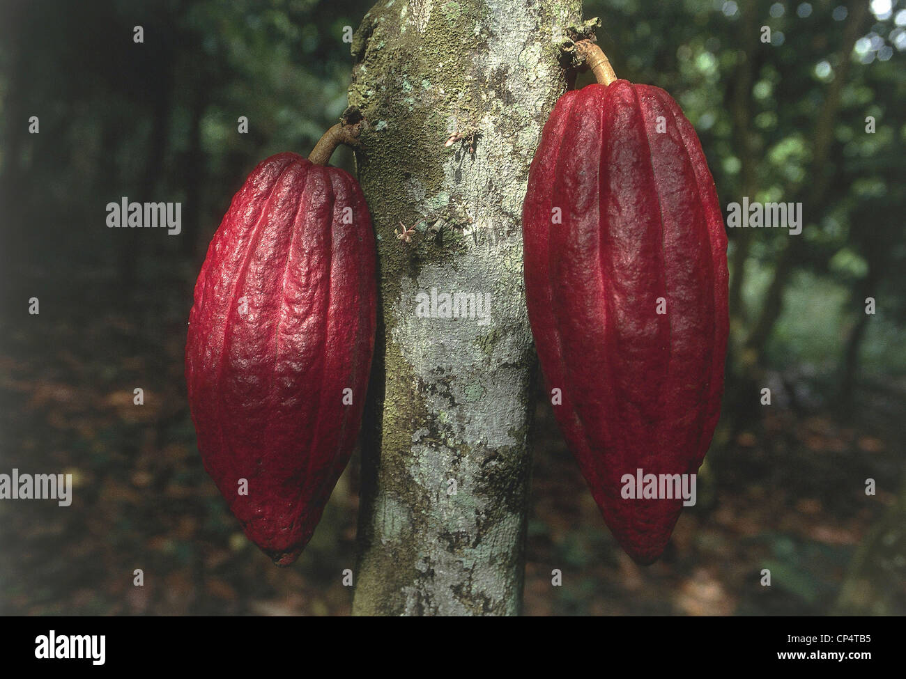 Botany - Tree - Sterculiacee - Tree with fruits of cocoa (Theobroma ...