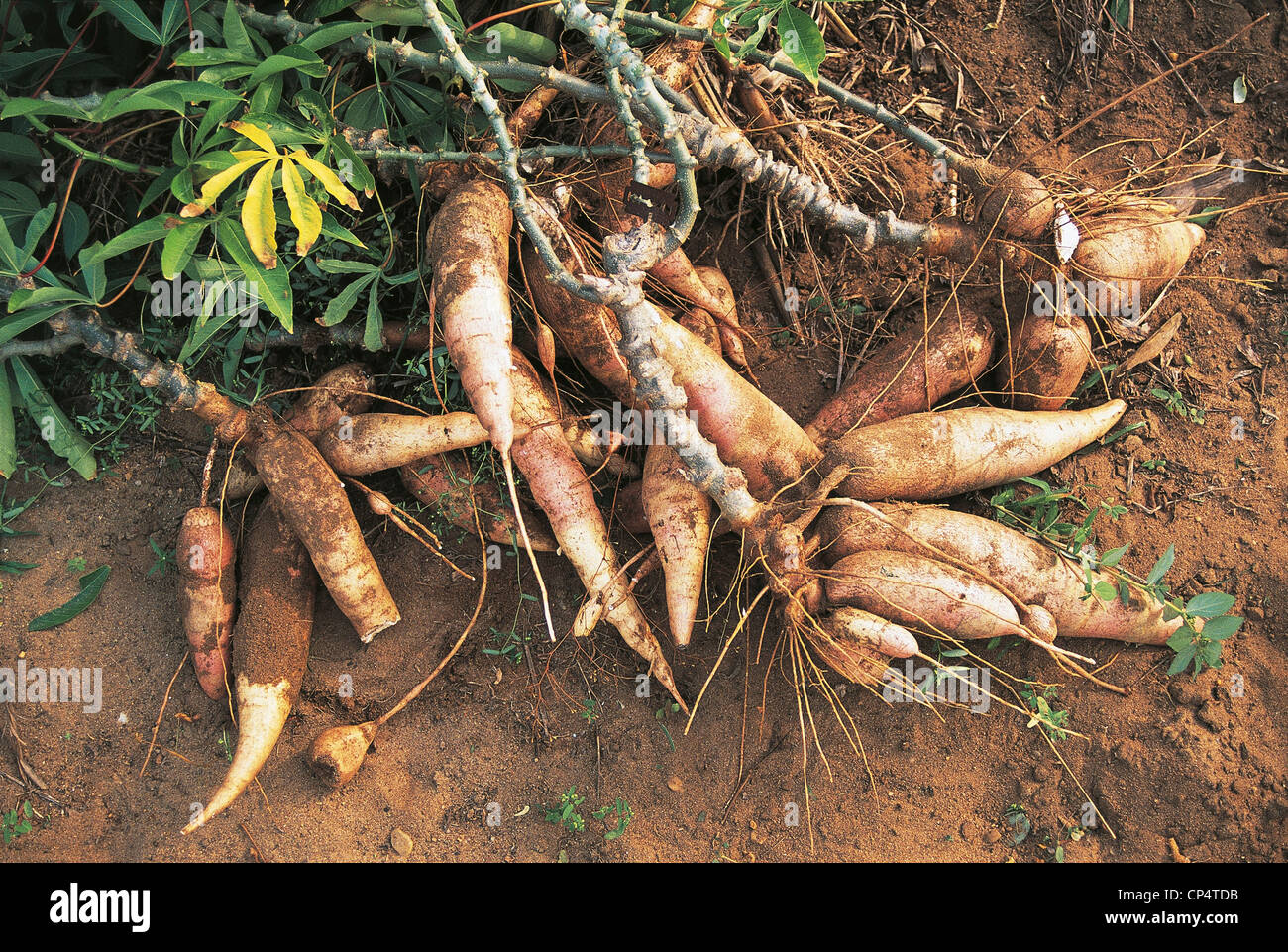 Cassava Tubers Of Ghana Stock Photo - Alamy