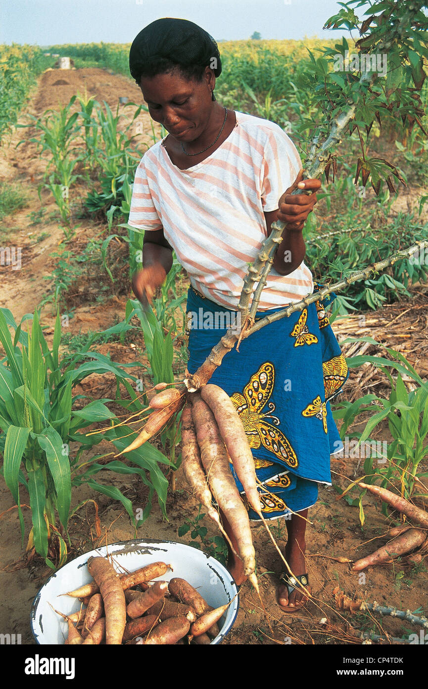 Cassava ghana hi-res stock photography and images - Alamy