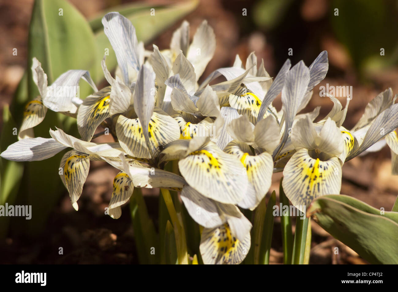 White yellow iris reticulata flower, bloom, blossom, petals, cultivar ...