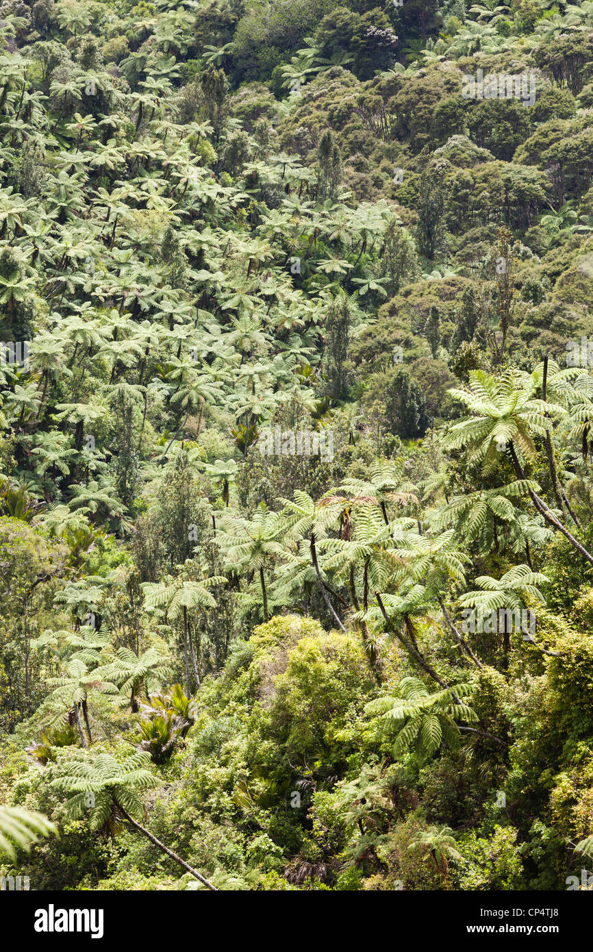 Tree fern forest at the Opanuku Road Bush Reserve Park in Auckland, New ...