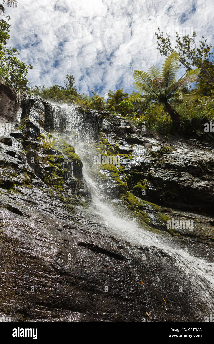 Fairy Falls waterfall amidst trees and cloudy sky in Henderson Valley ...