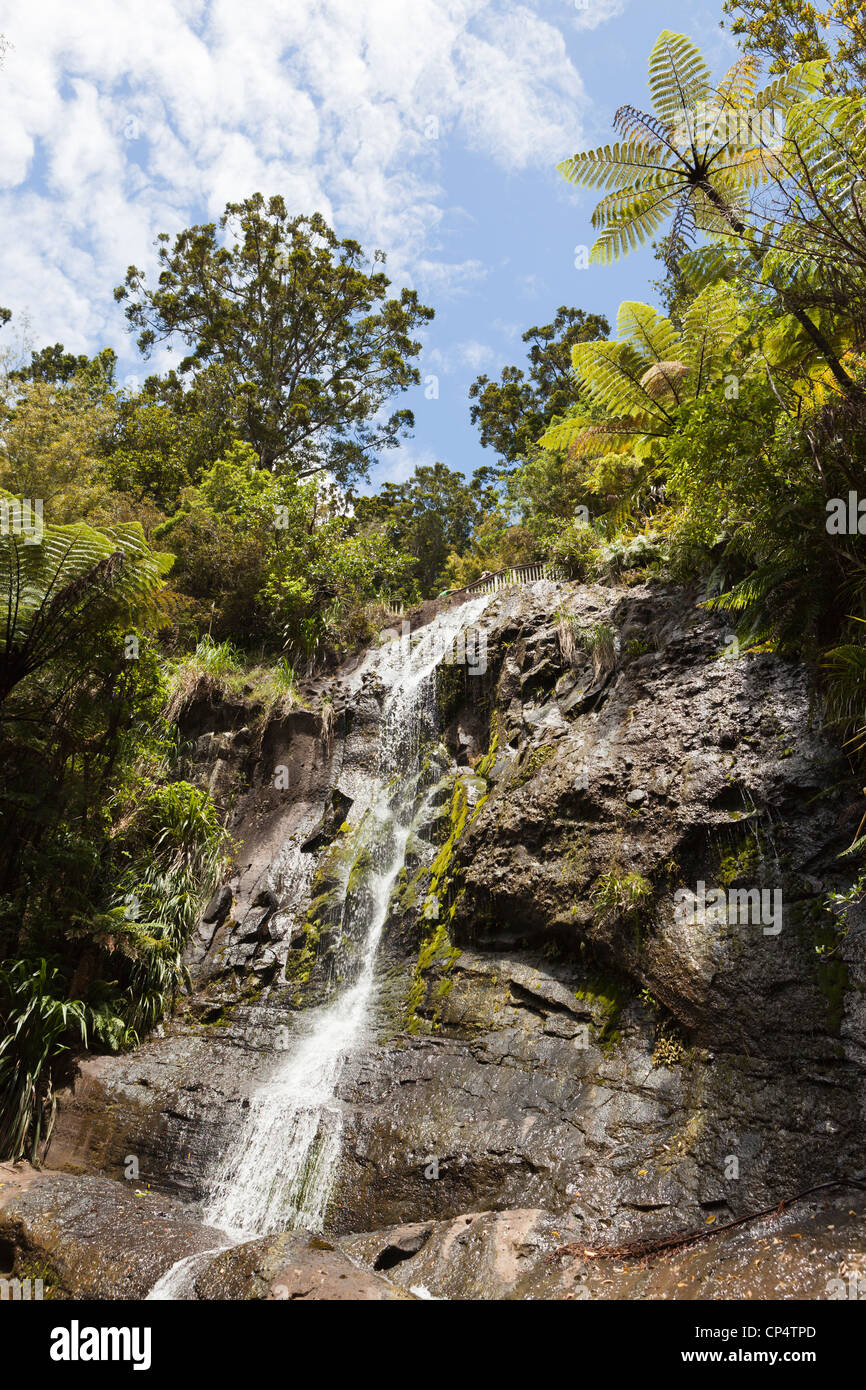 Fairy Falls waterfall amidst trees and cloudy sky in Henderson Valley ...