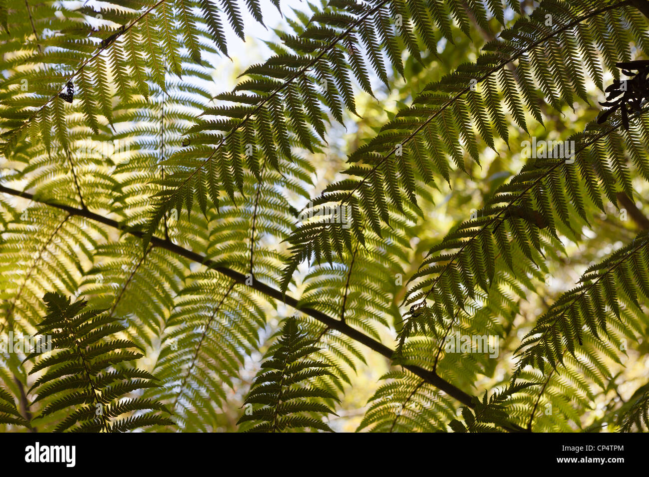 Tree fern leaves, New Zealand Stock Photo - Alamy