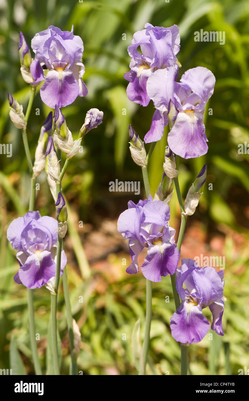 Six flower hi-res stock photography and images - Alamy