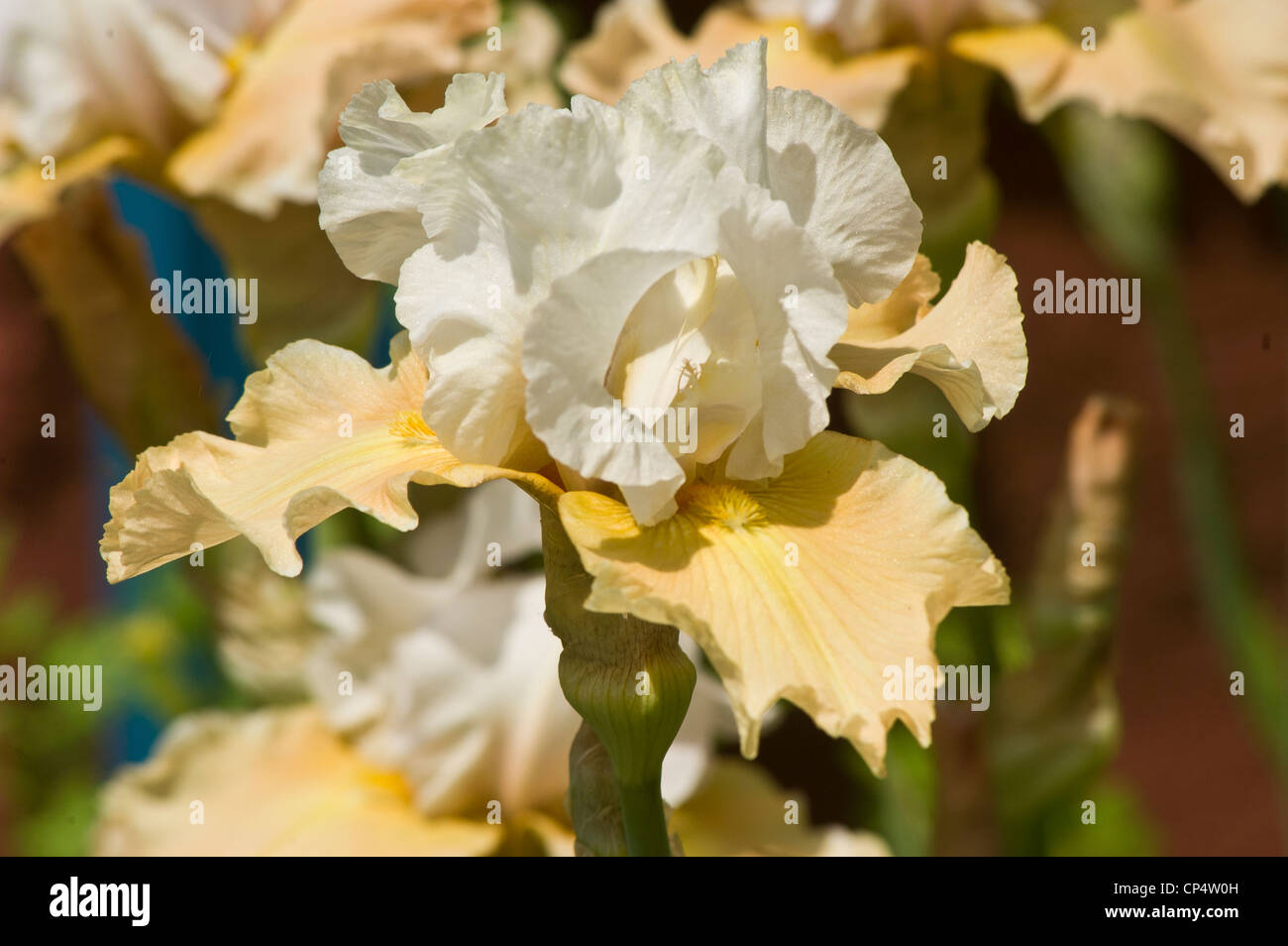One creamy yellow white bearded iris flower Stock Photo - Alamy