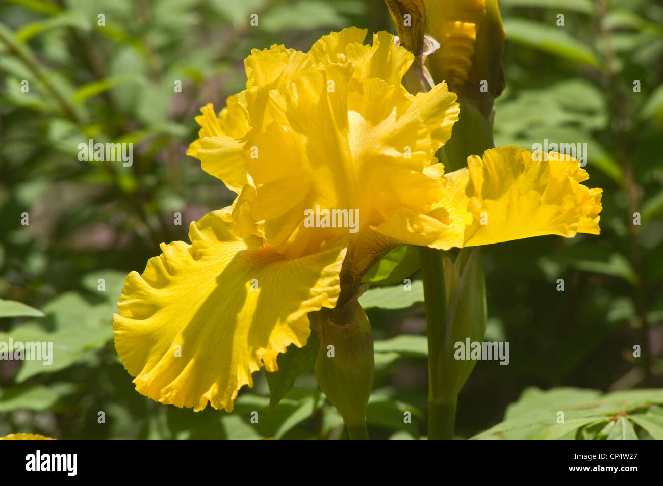 Yellow one iris flower close up Stock Photo - Alamy