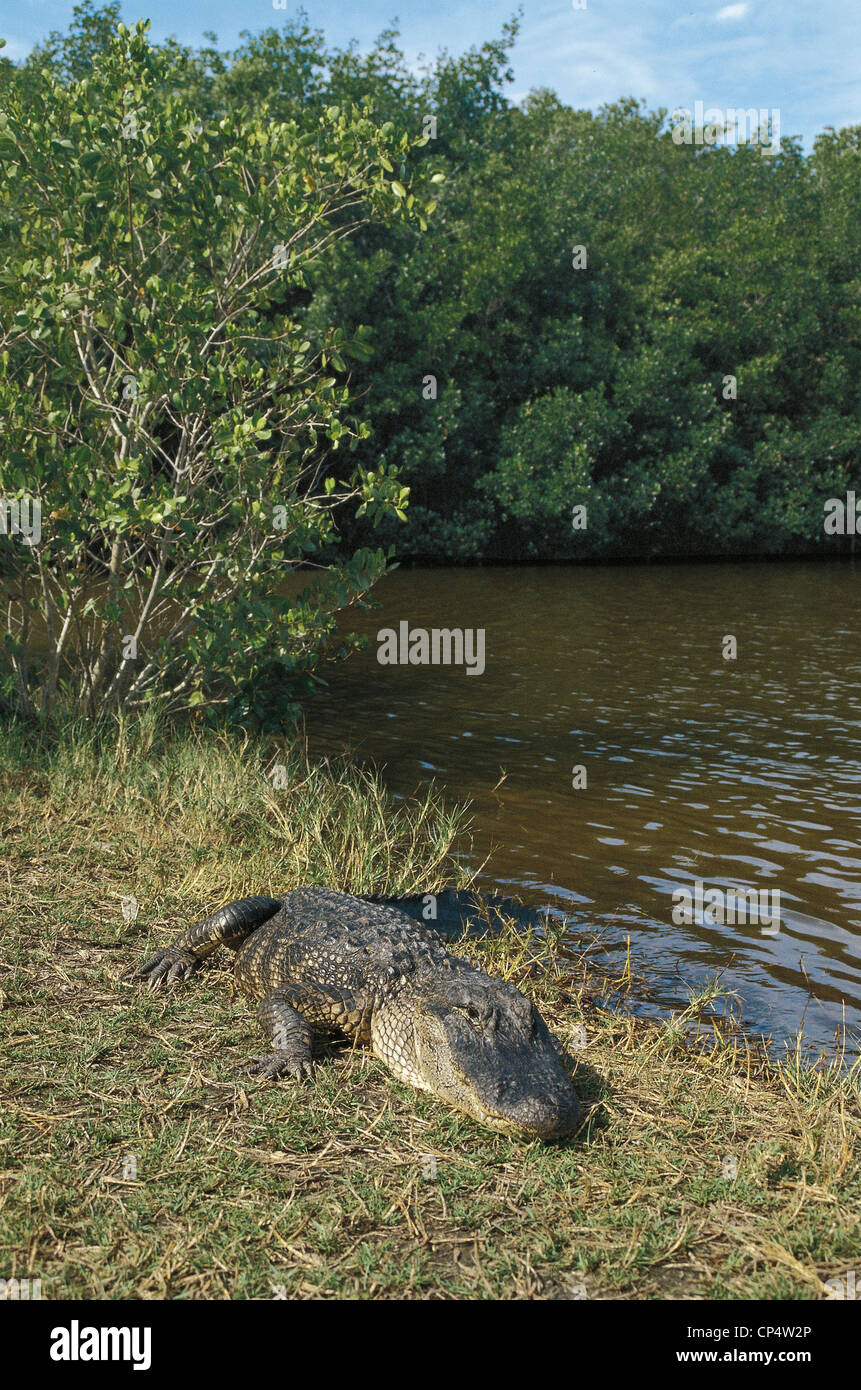 UNITED STATES OF AMERICA THE EVERGLADES ALLIGATOR Mississippi ...