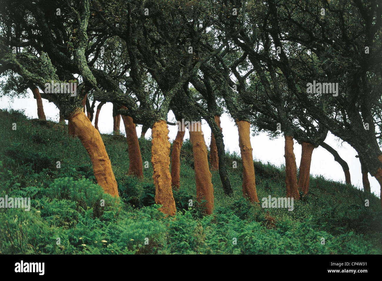 SARDINIA cork oak Stock Photo - Alamy