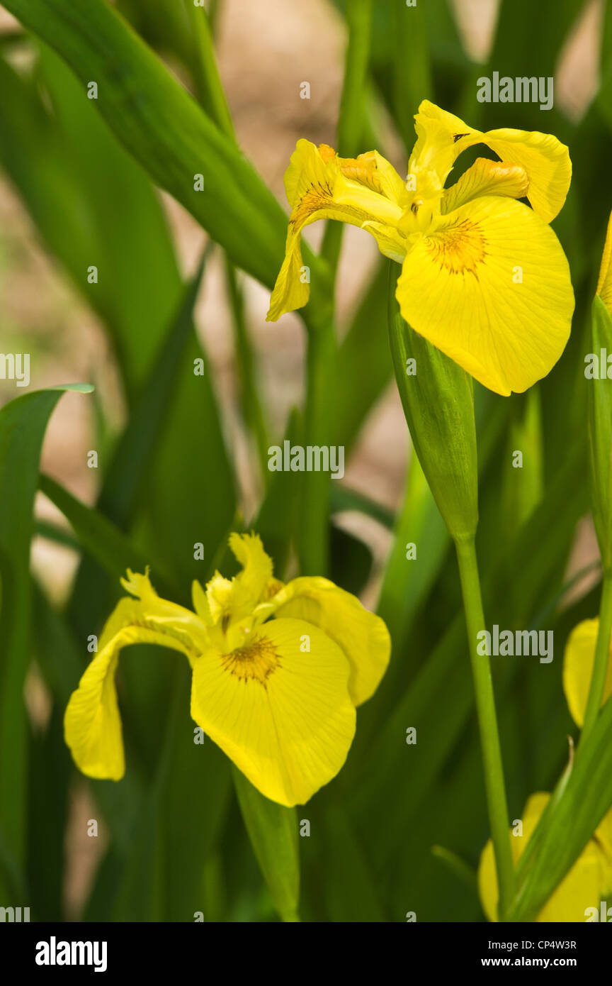 Two yellow irises hi-res stock photography and images - Alamy