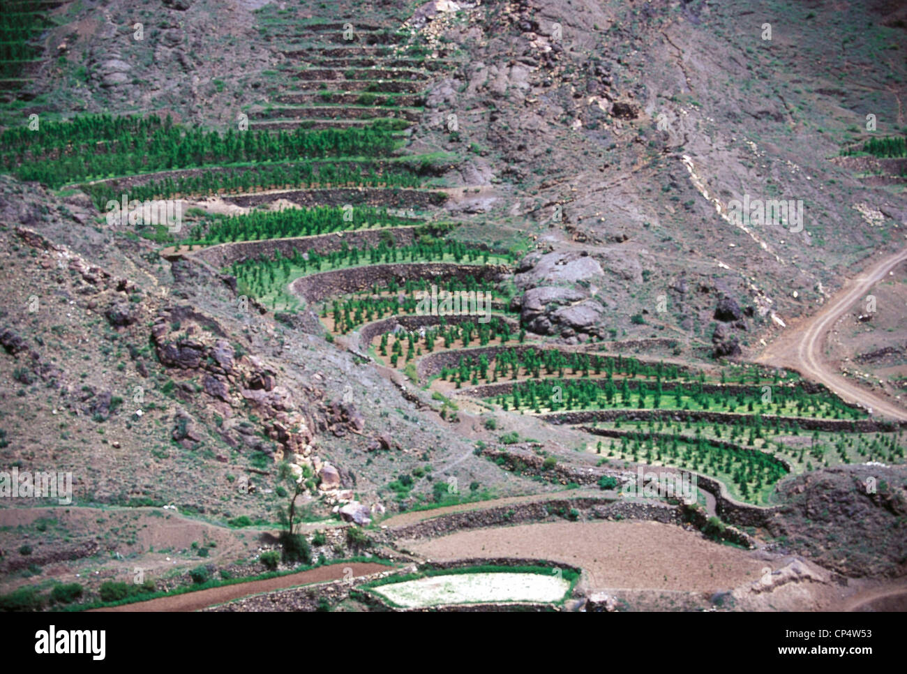 Cultivation Of Qat High Resolution Stock Photography and Images - Alamy