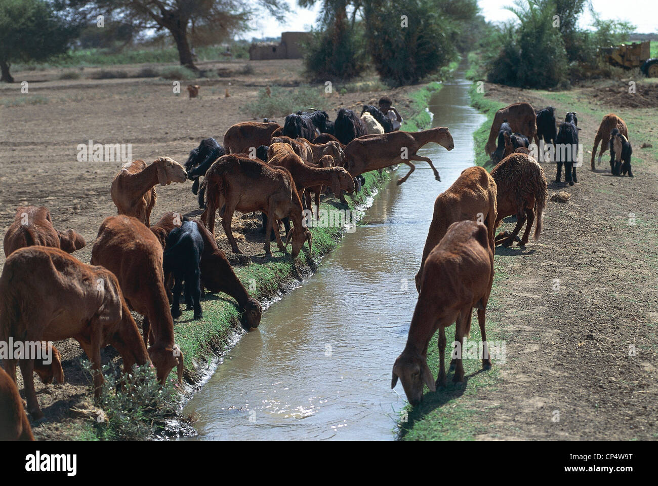 Sudan - Atbara Around - Sheep that drink Stock Photo - Alamy