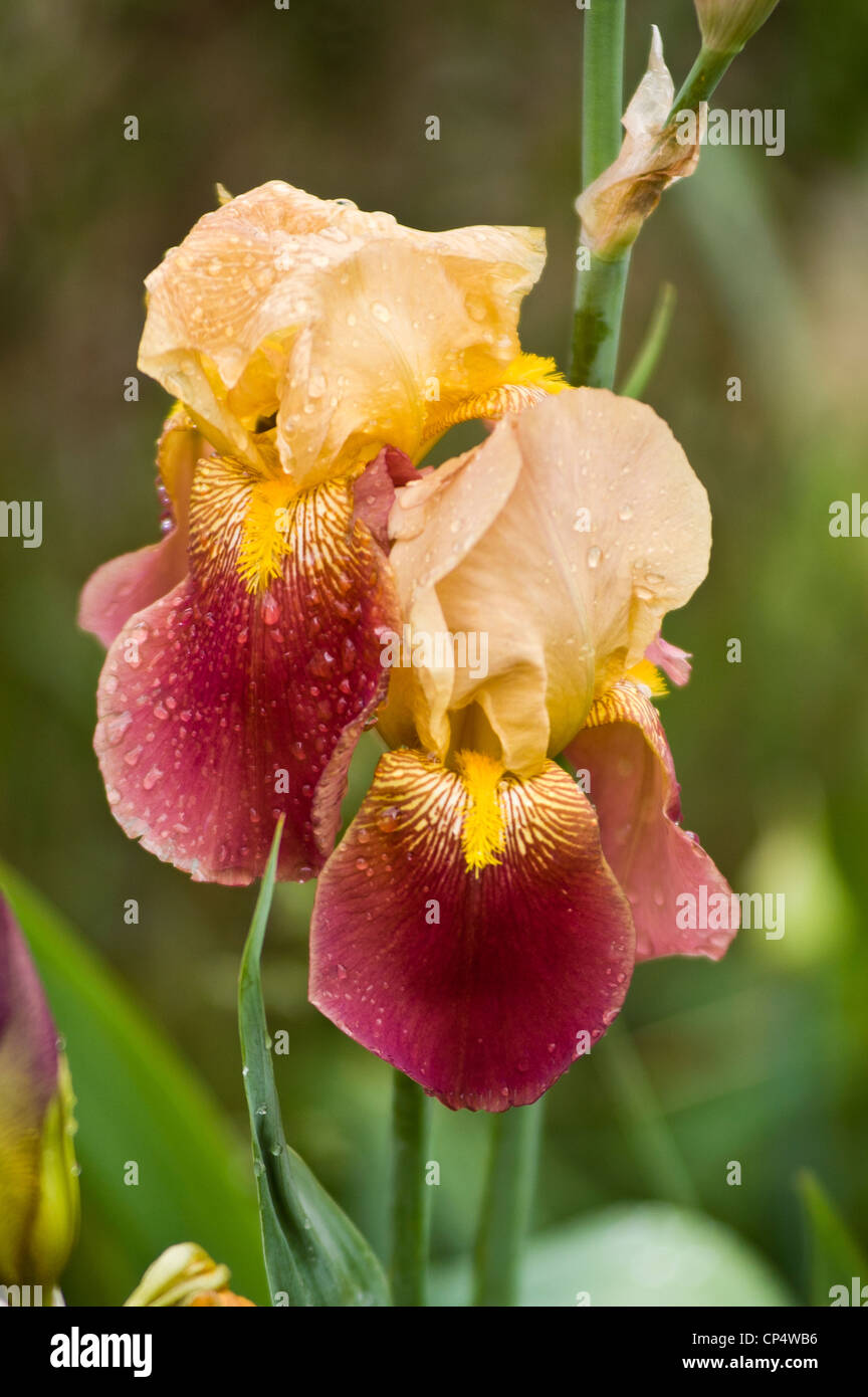 Two violet purple red yellow iris flower close up Stock Photo - Alamy