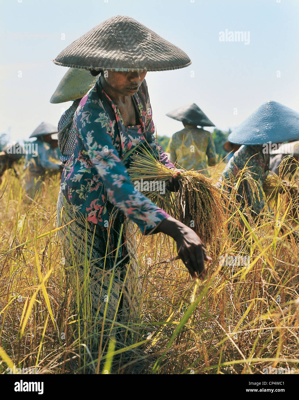Indonesia - Island of Java - Villagers collect the rice Stock Photo - Alamy