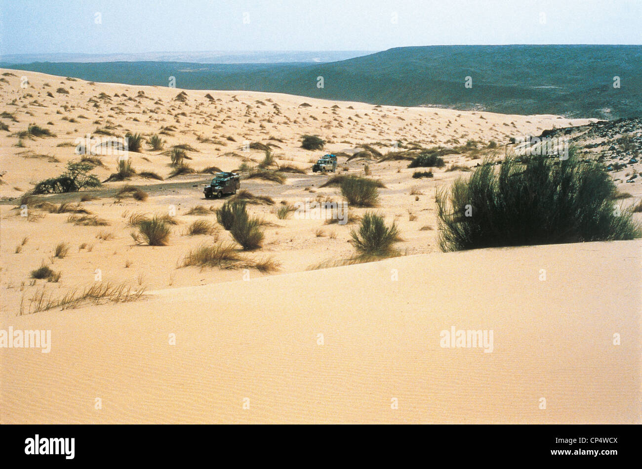 Mauritania - Sahara Desert. Tamarix articulata near Djouf Stock Photo ...