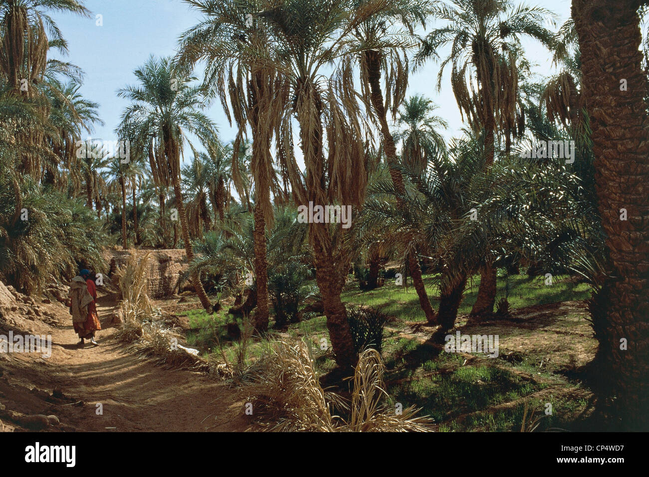 Timimoun oasis hi-res stock photography and images - Alamy