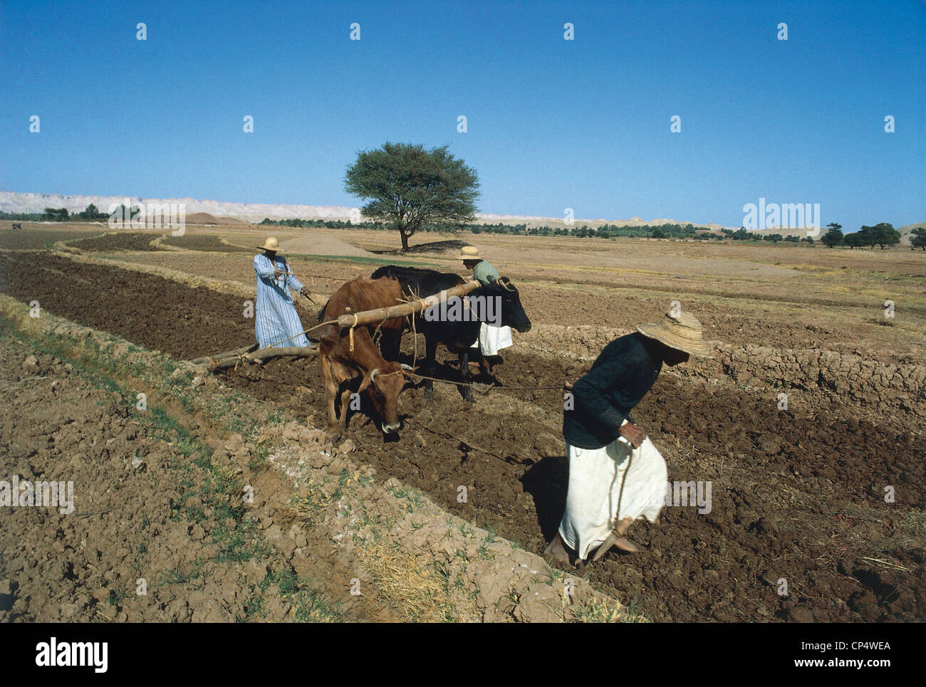 Egypt - Eastern Sahara - Traditional Agriculture in the oasis of Dakhla ...