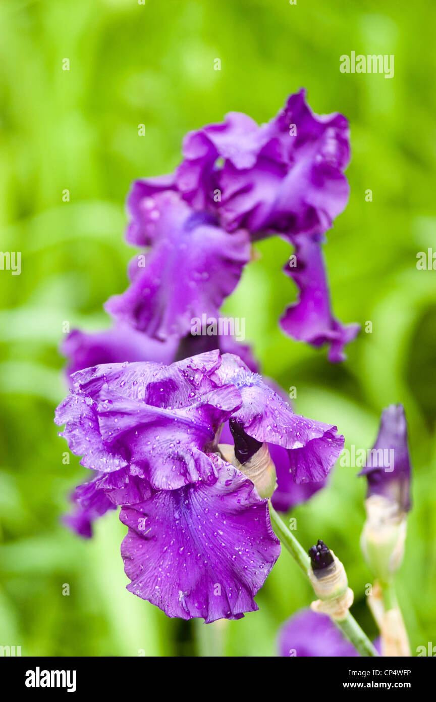 Two purple violet iris flower hi-res stock photography and images - Alamy