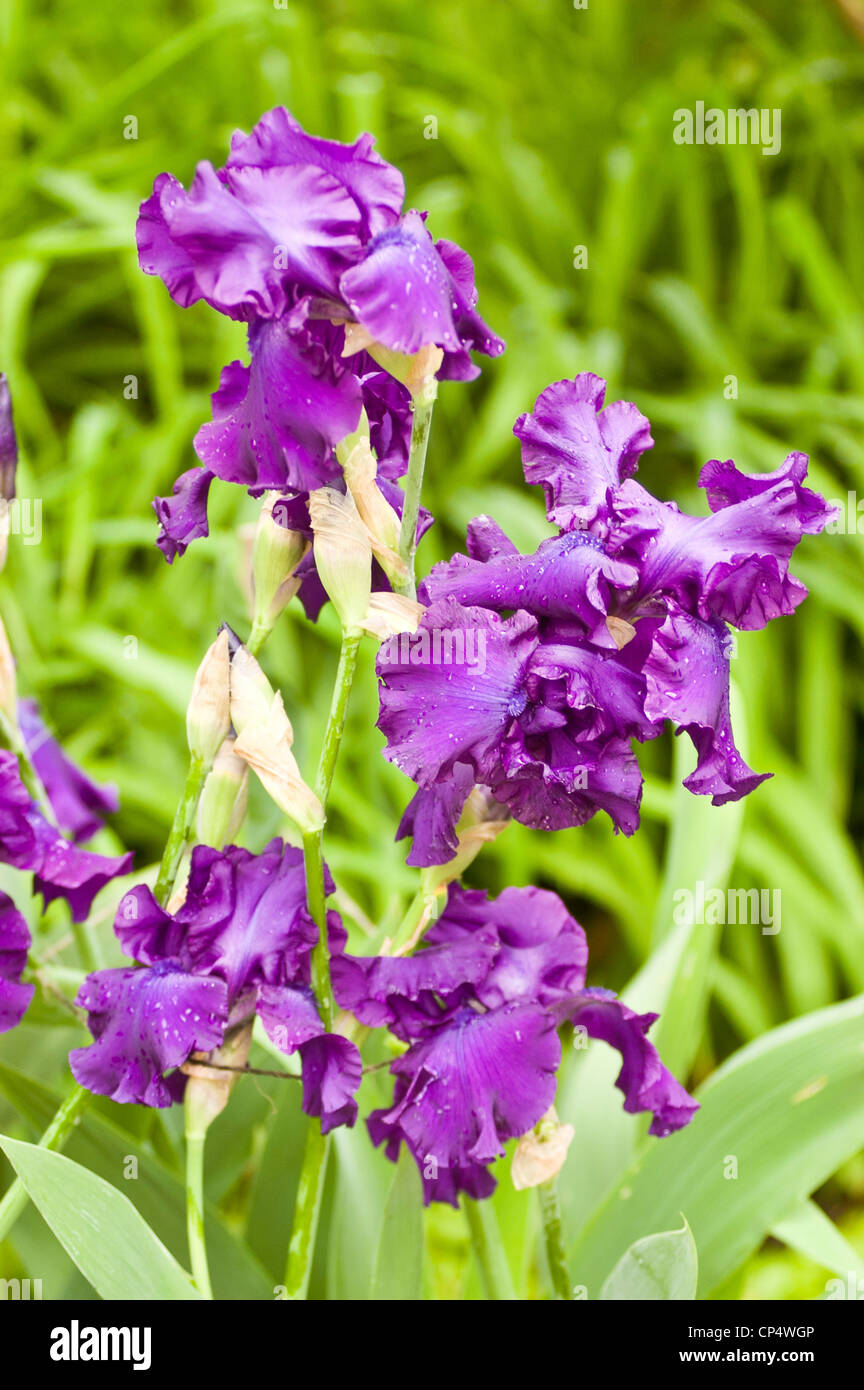 Five flower petals hi-res stock photography and images - Alamy