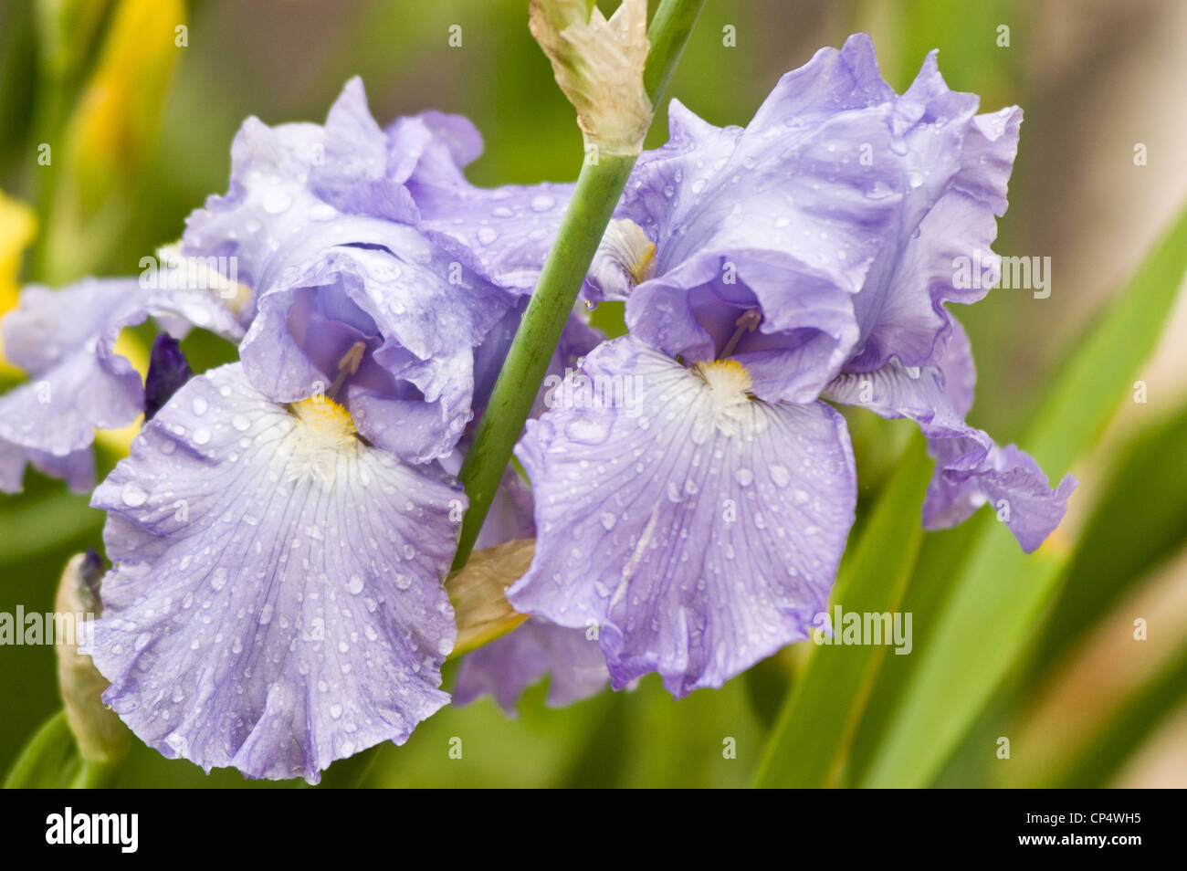 Pale blue iris flower hi-res stock photography and images - Alamy